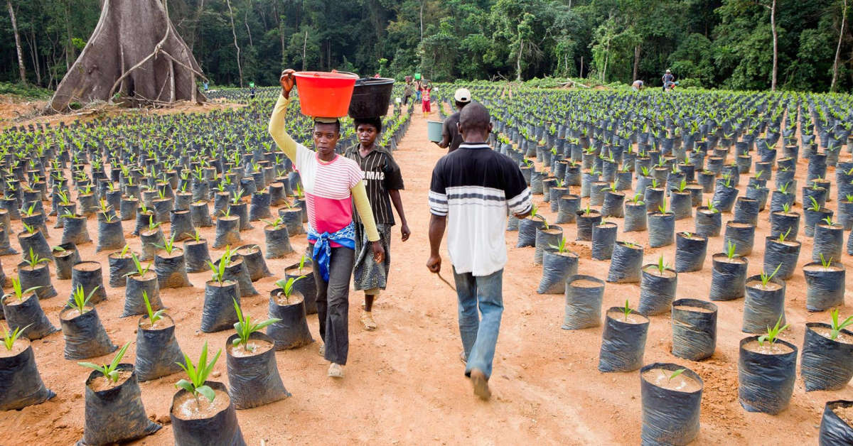 Pékin renonce à 78 millions de dollars de la dette du Cameroun et s ...